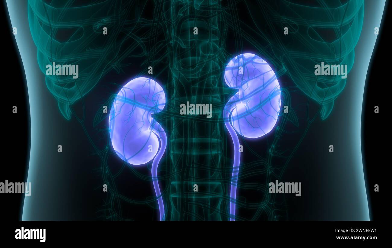 Human Urinary System Kidneys with Bladder Anatomy Stock Photo - Alamy