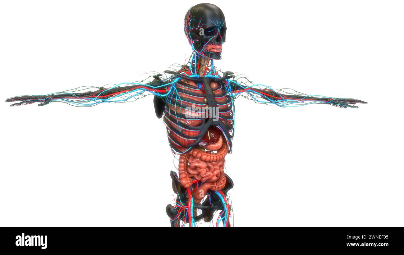 Xray of duodenum Cut Out Stock Images & Pictures - Alamy