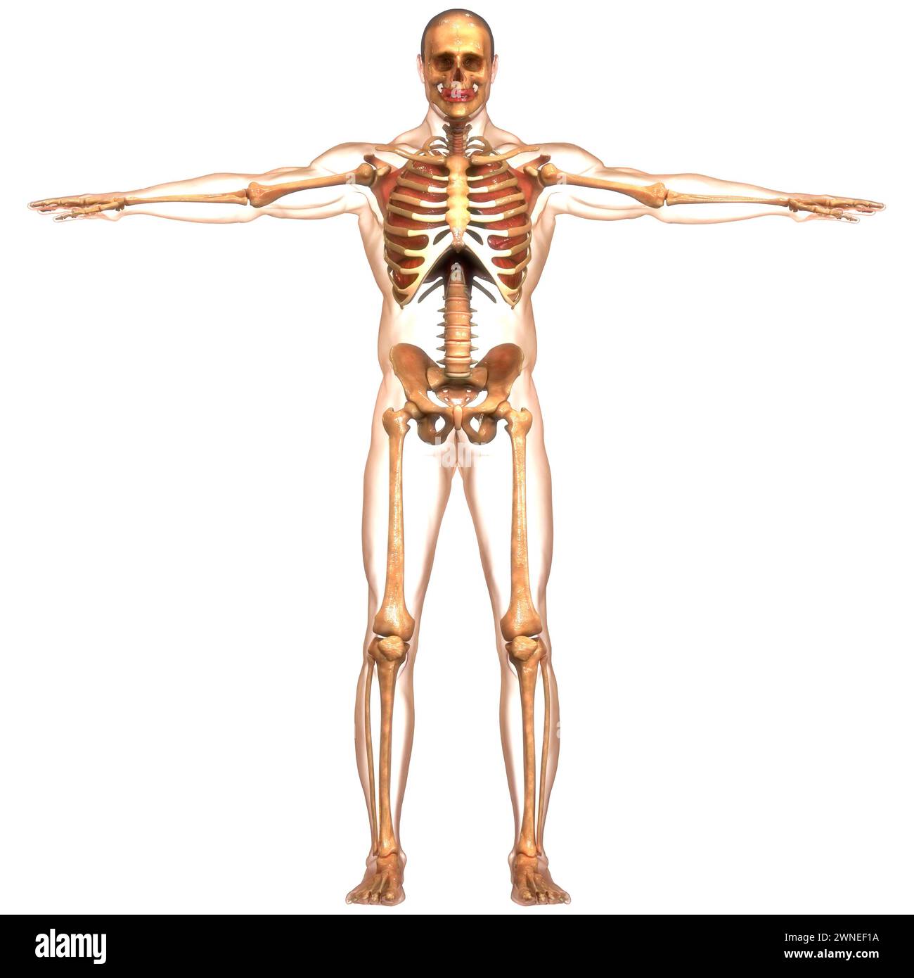 Human Skeleton System Bone Joints Anatomy Stock Photo - Alamy