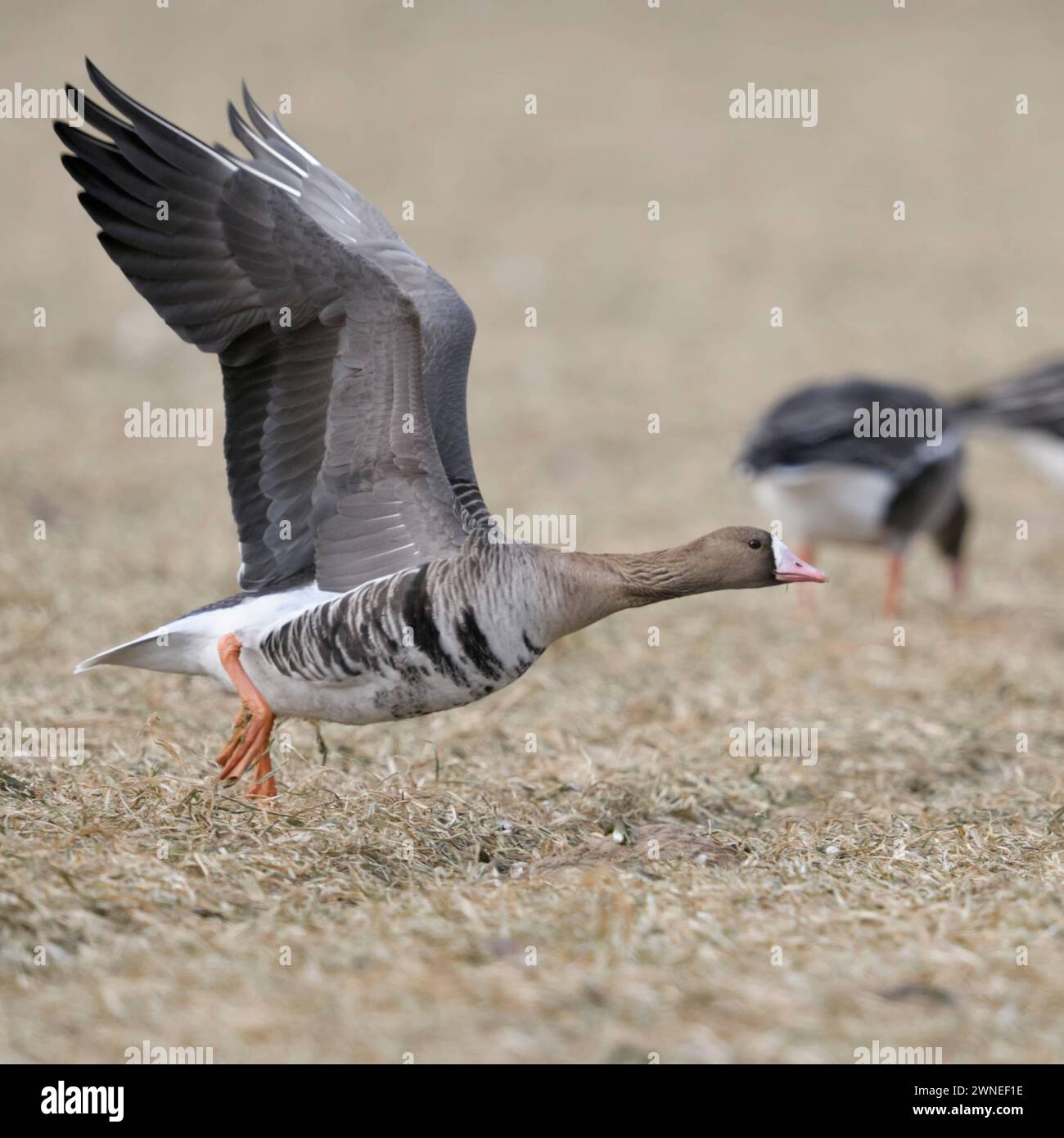 Wilde tiere foto hi-res stock photography and images - Alamy