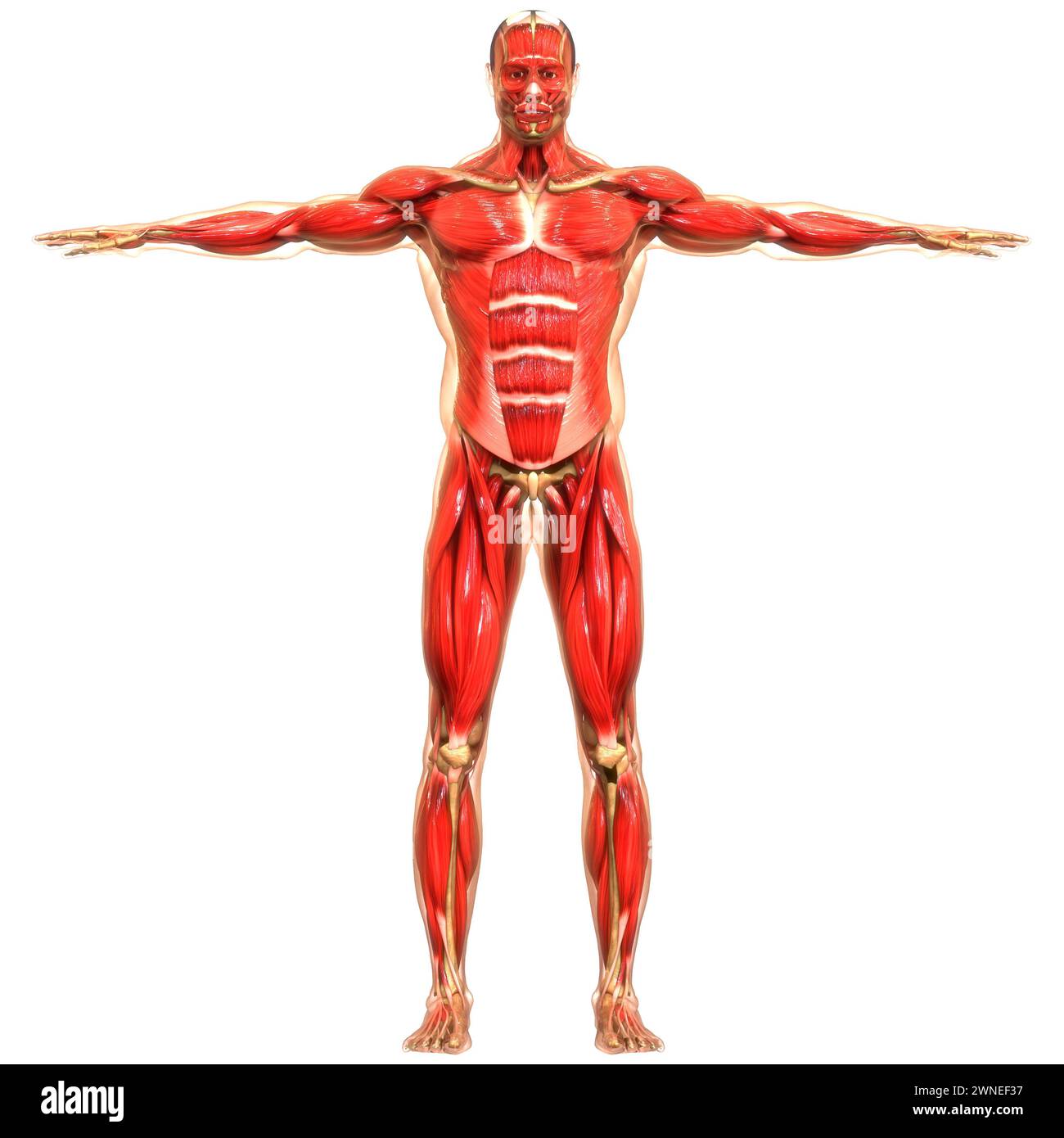 Human Body Muscular System Muscles Anatomy Stock Photo - Alamy