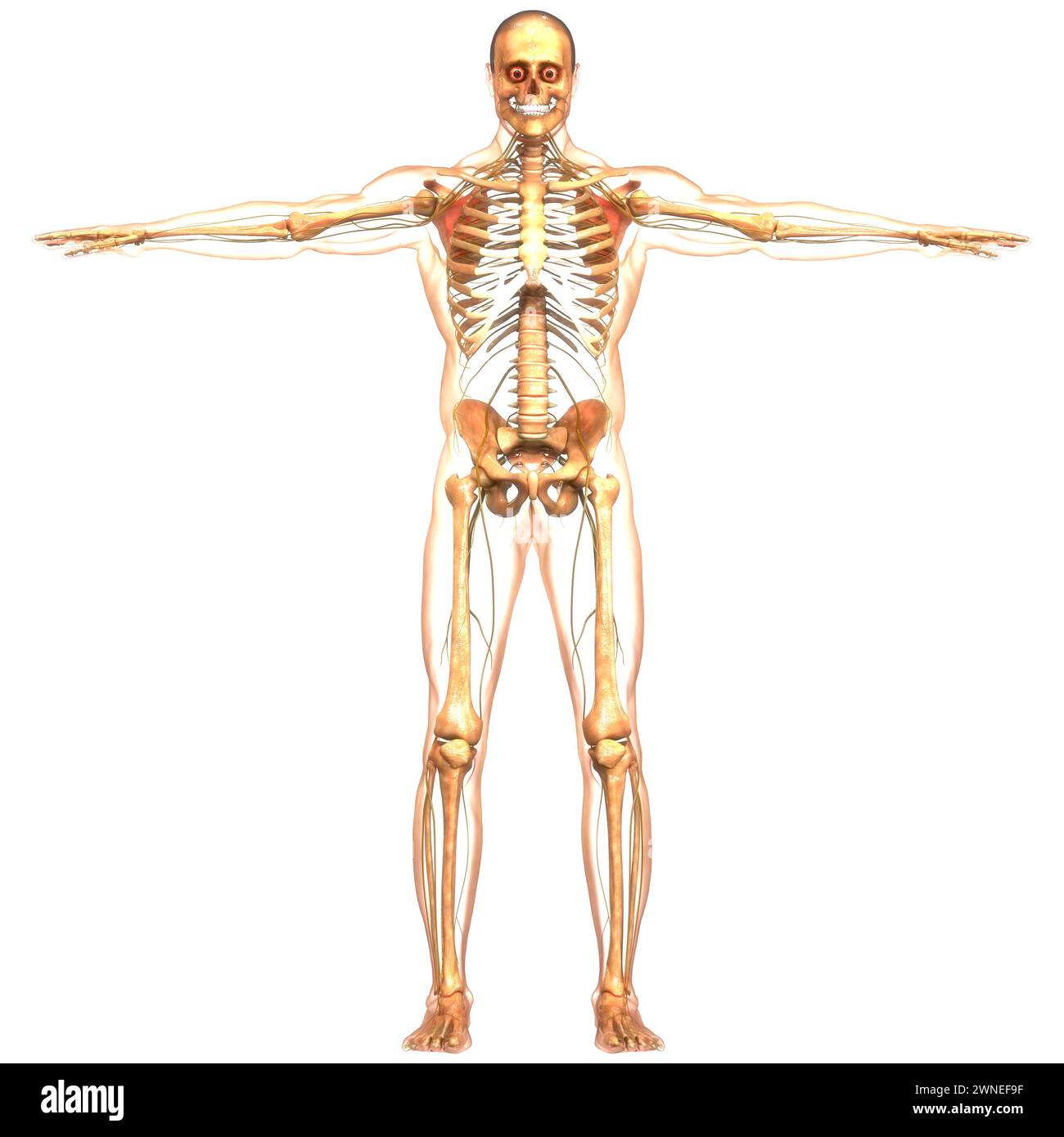 Human Skeleton System Bone Joints Anatomy Stock Photo - Alamy