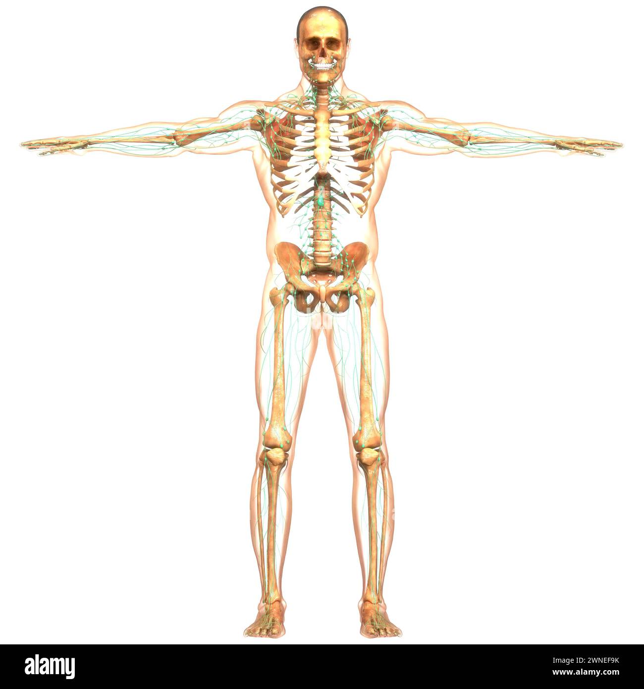Human Skeleton System Bone Joints Anatomy Stock Photo - Alamy