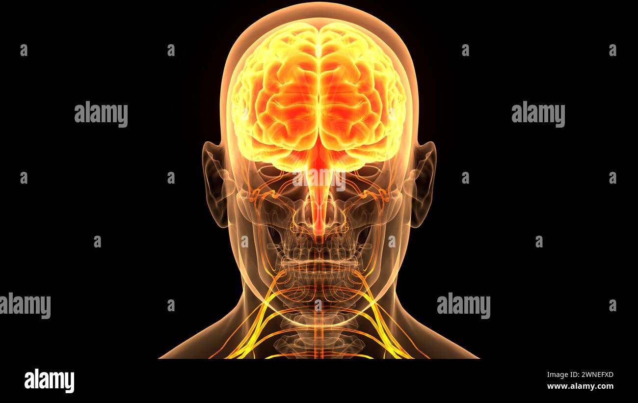 Central Organ of Human Nervous System Brain Anatomy Stock Photo - Alamy