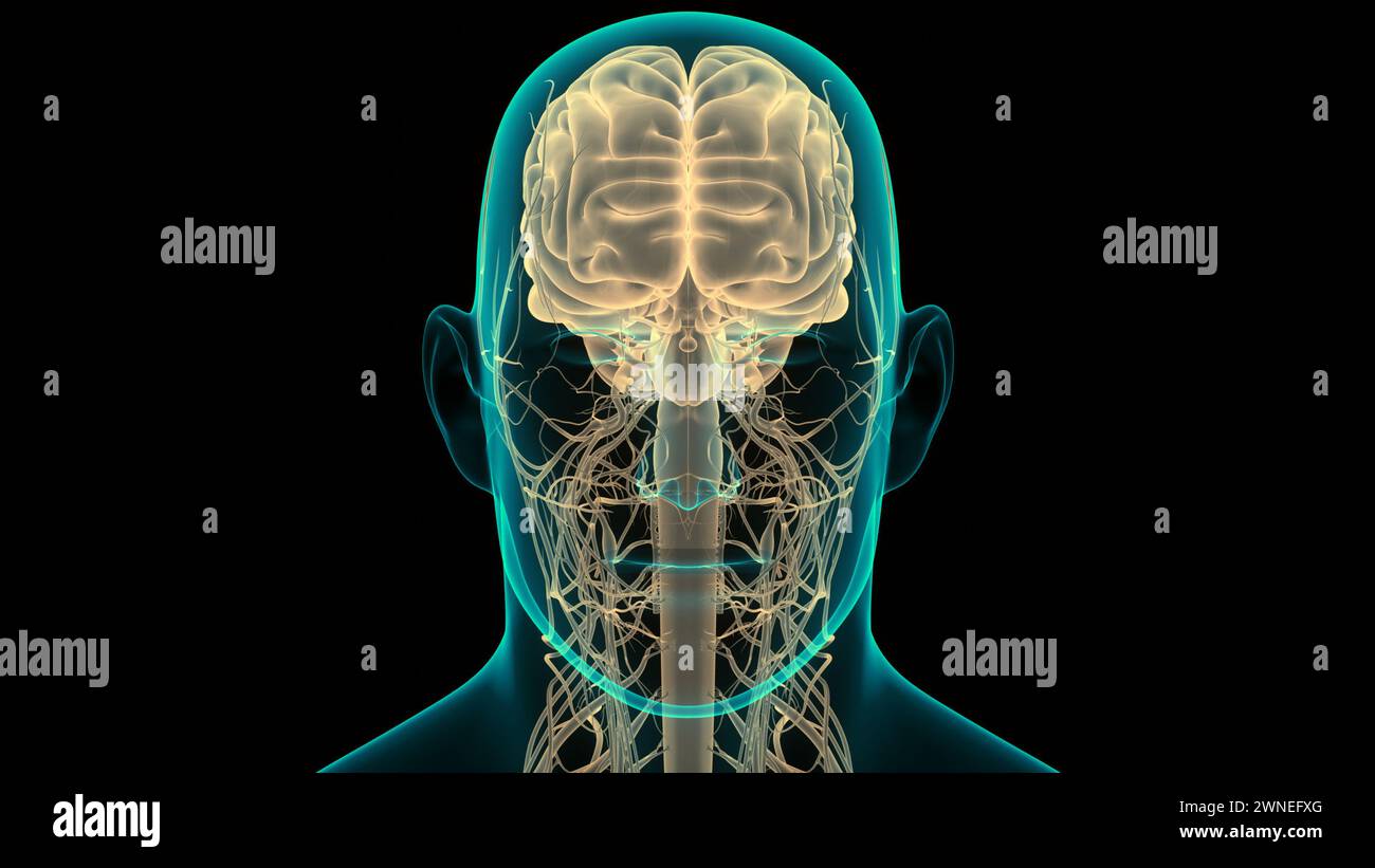 Central Organ of Human Nervous System Brain Anatomy Stock Photo - Alamy