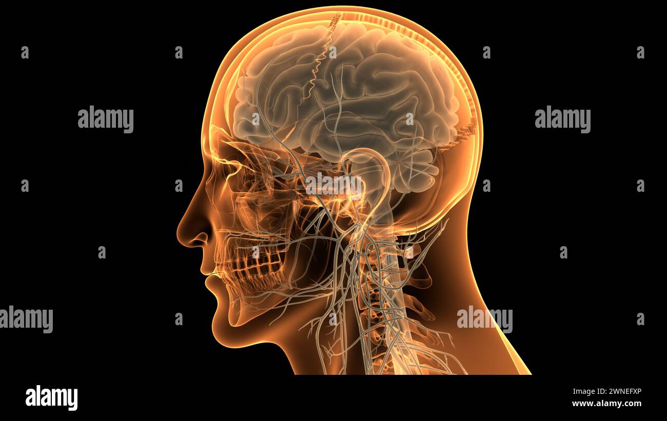 Central Organ of Human Nervous System Brain Anatomy Stock Photo - Alamy