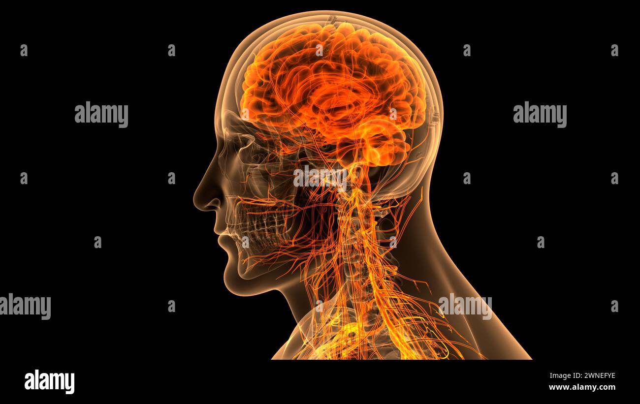 Central Organ of Human Nervous System Brain Anatomy Stock Photo - Alamy