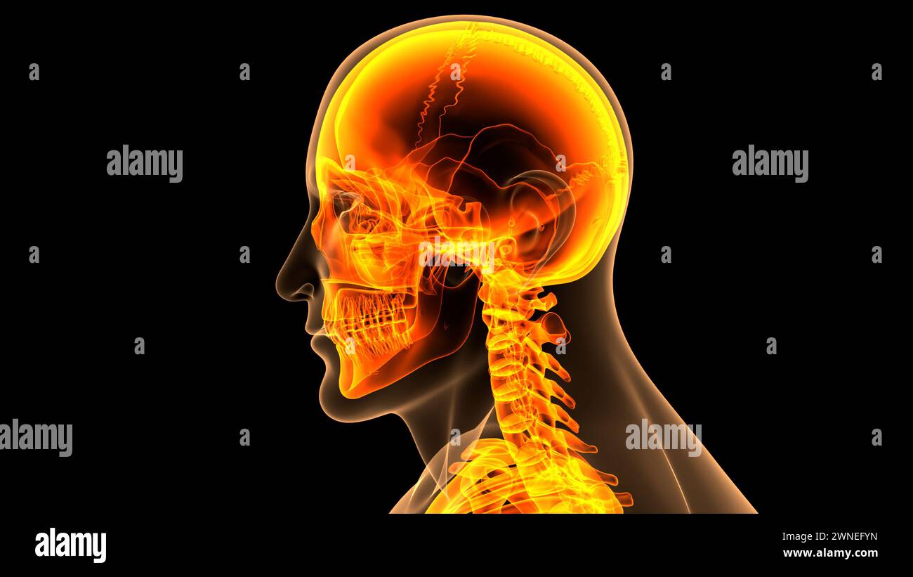 Human Skeleton System Skull Bone Parts Anatomy Stock Photo - Alamy