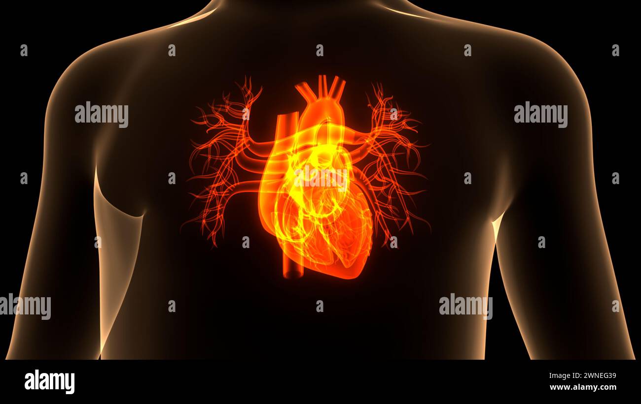 Human Circulatory System Heart Anatomy Stock Photo - Alamy