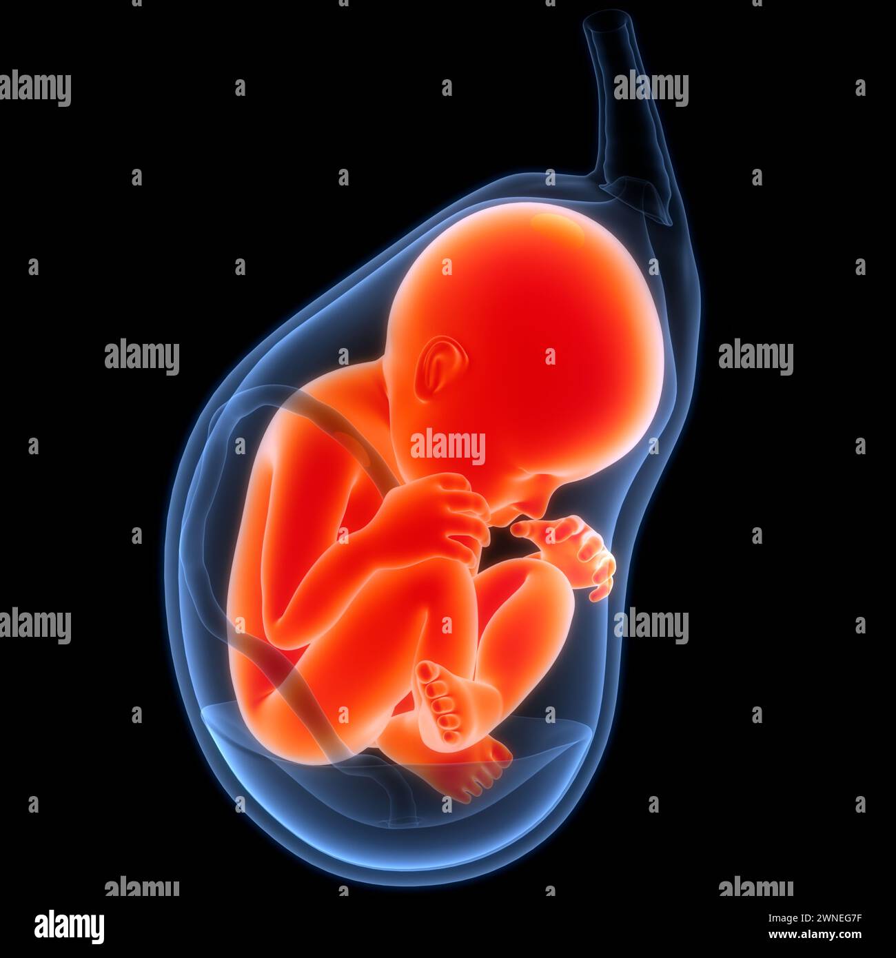 Human Fetus Baby in Womb Anatomy Stock Photo - Alamy
