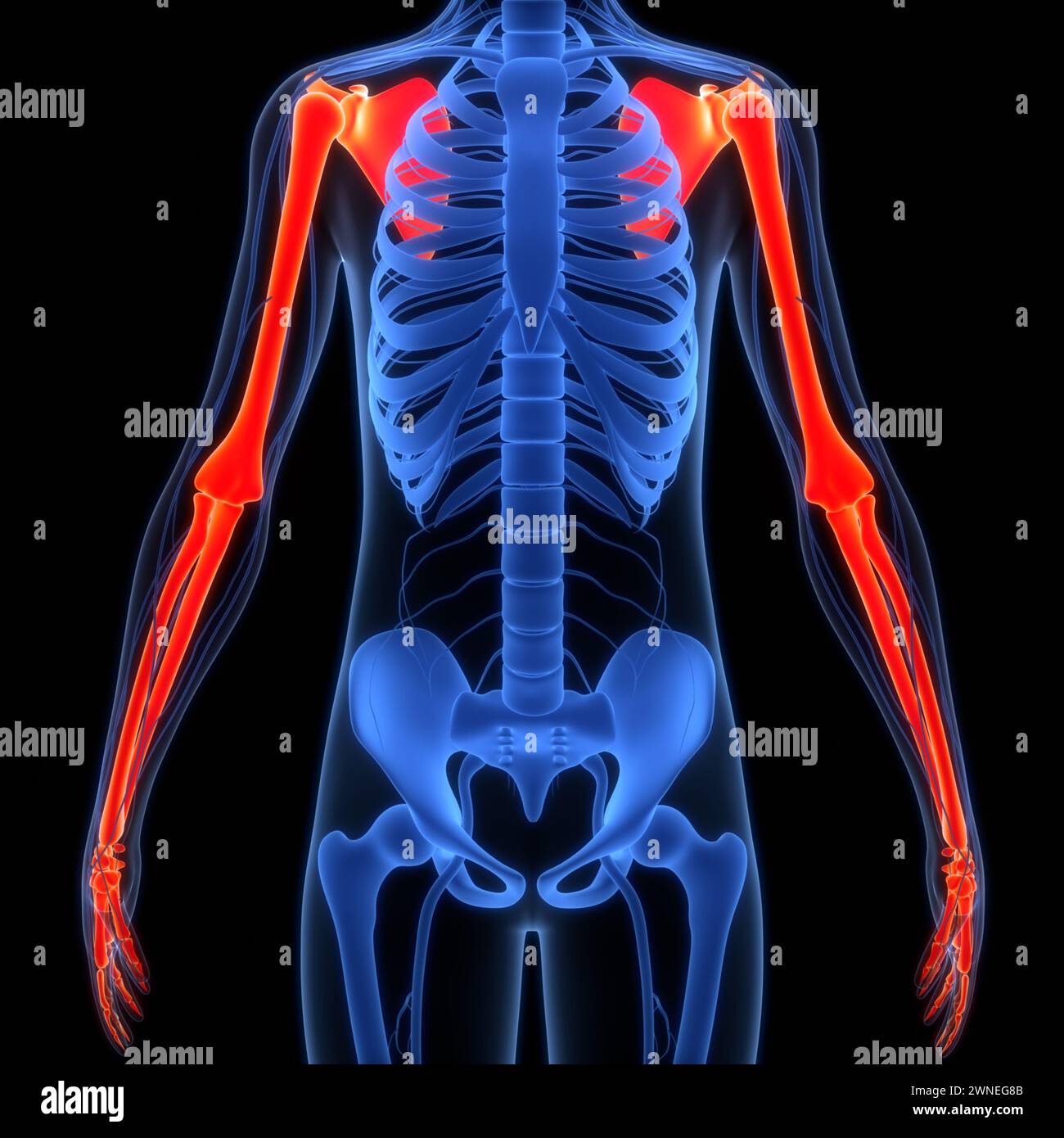 Human Skeleton System Upper Limb Bone Joints Anatomy Stock Photo - Alamy