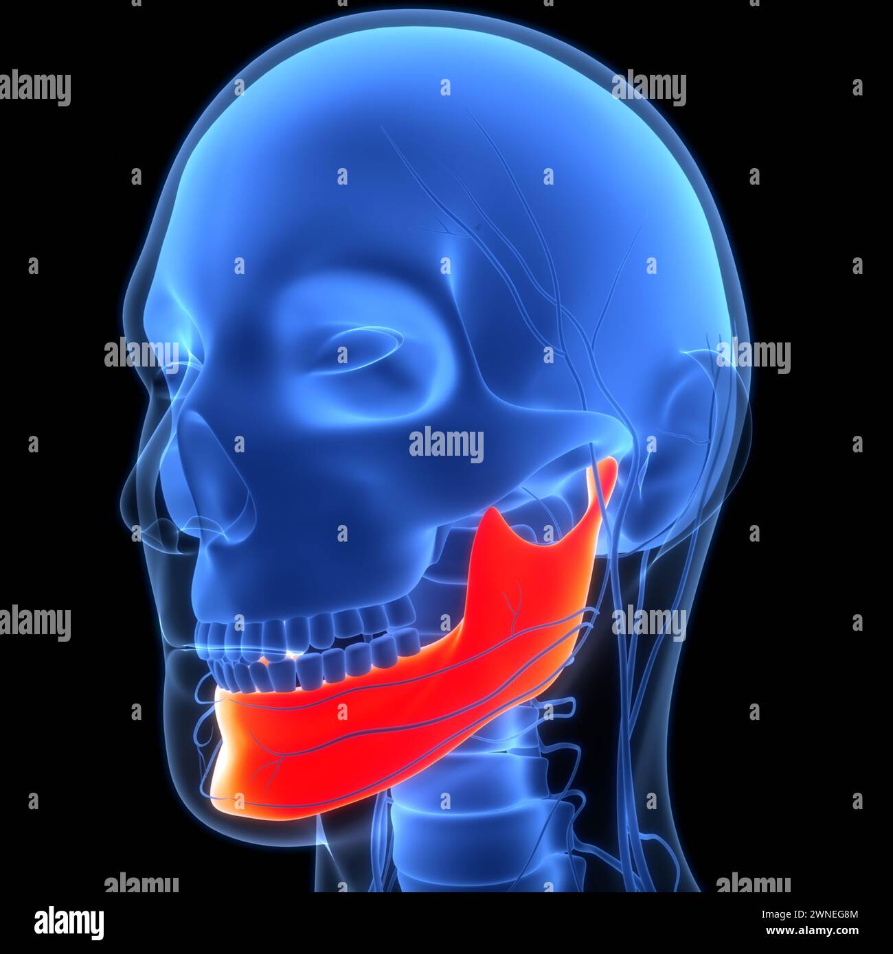 Human Skeleton System Skull Bone Parts Anatomy Stock Photo - Alamy