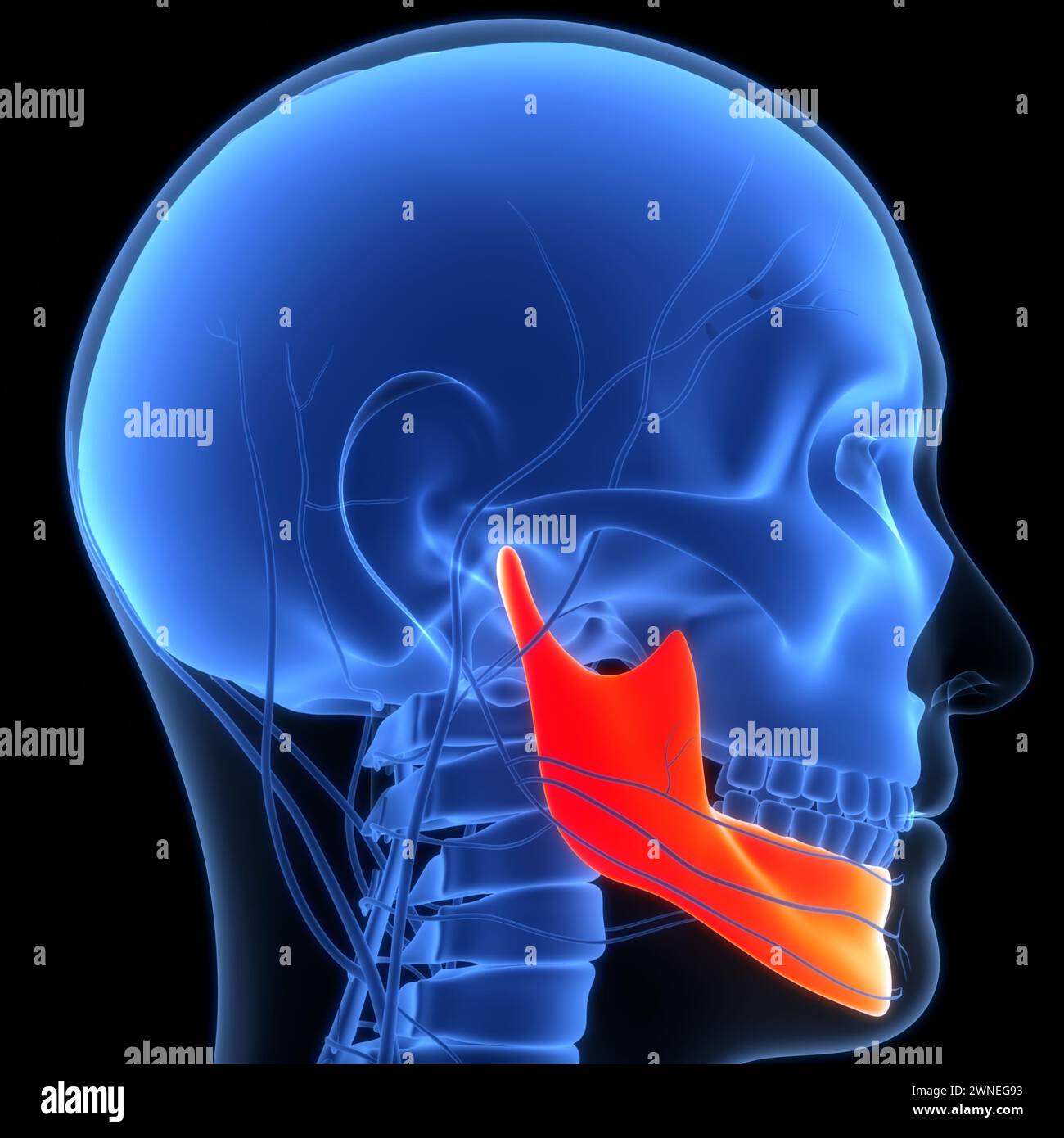 Human Skeleton System Skull Bone Parts Anatomy Stock Photo - Alamy