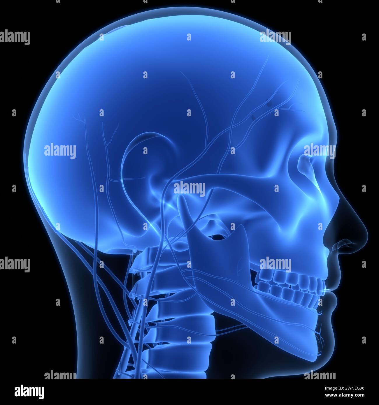 Human Skeleton System Skull Bone Parts Anatomy Stock Photo - Alamy