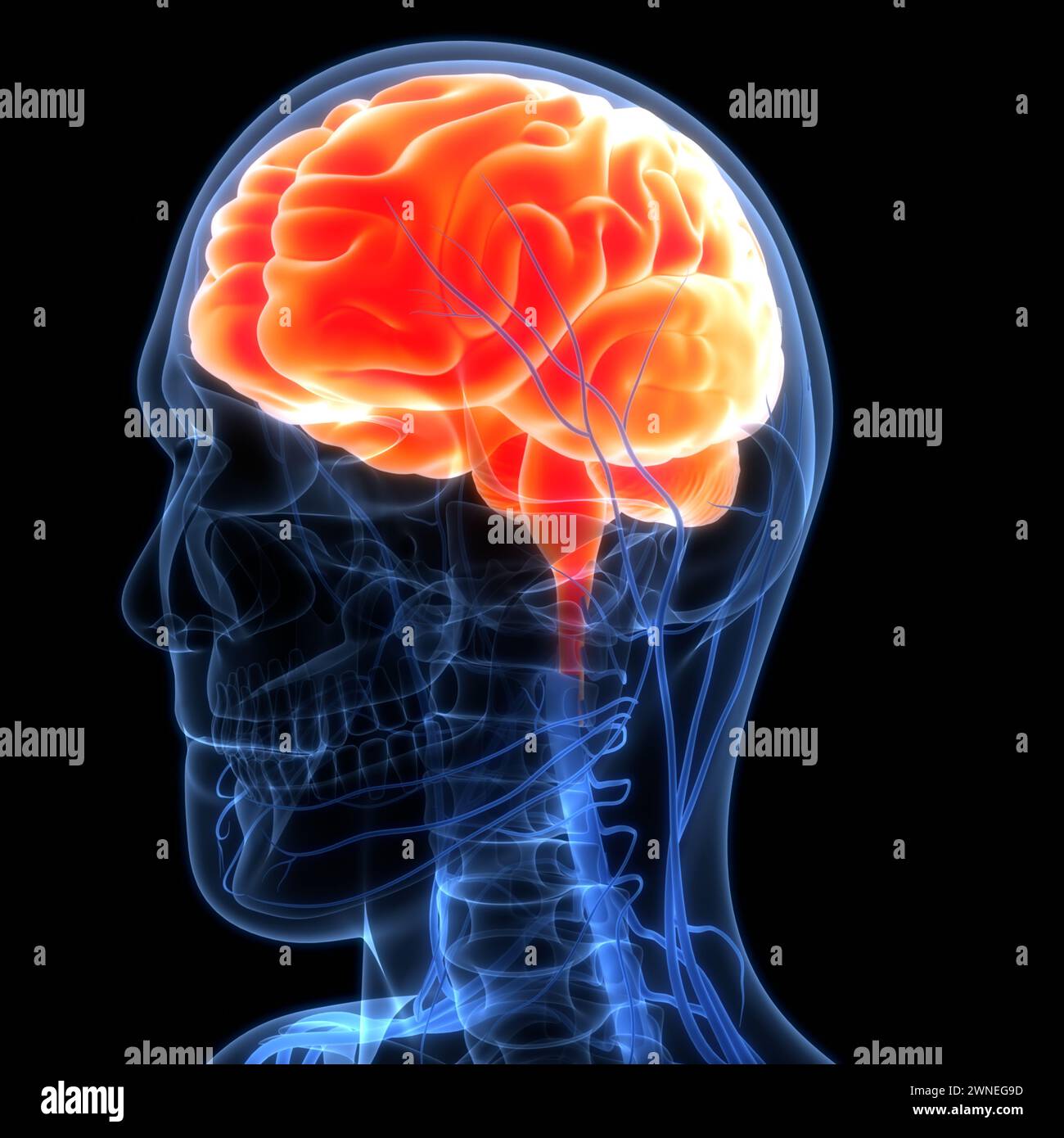 Central Organ of Human Nervous System Brain Anatomy Stock Photo - Alamy