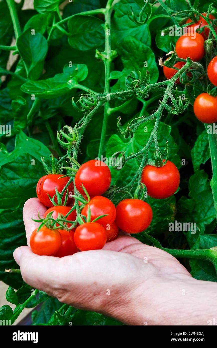 Cocktail tomatoes being harvested, August, Germany Stock Photo - Alamy