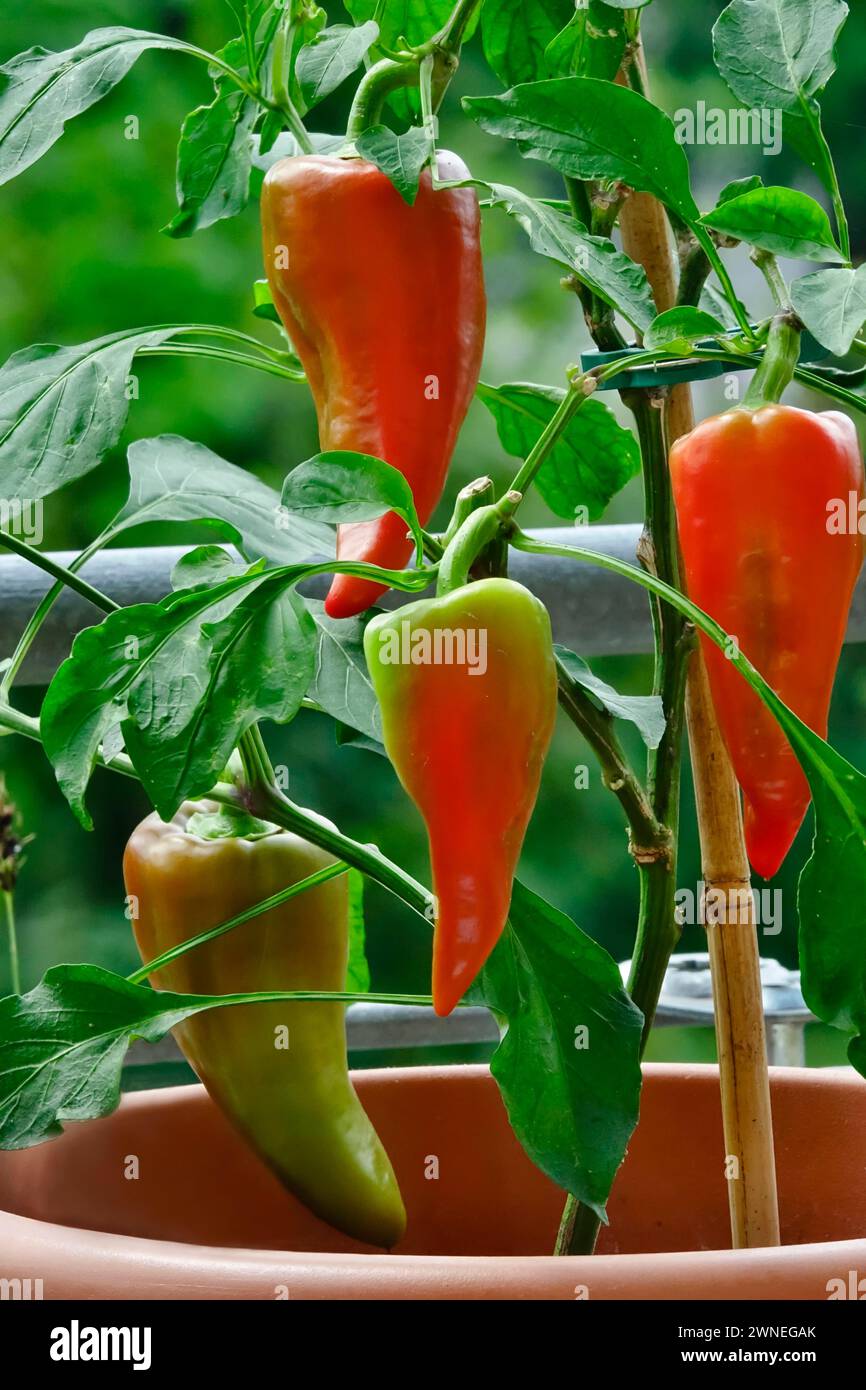 Peppers in a plant pot, balcony, August, Germany Stock Photo - Alamy