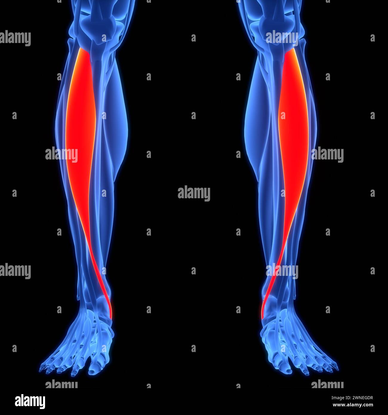 Human Muscular System Leg Muscles Tibialis Anterior Muscles Anatomy ...