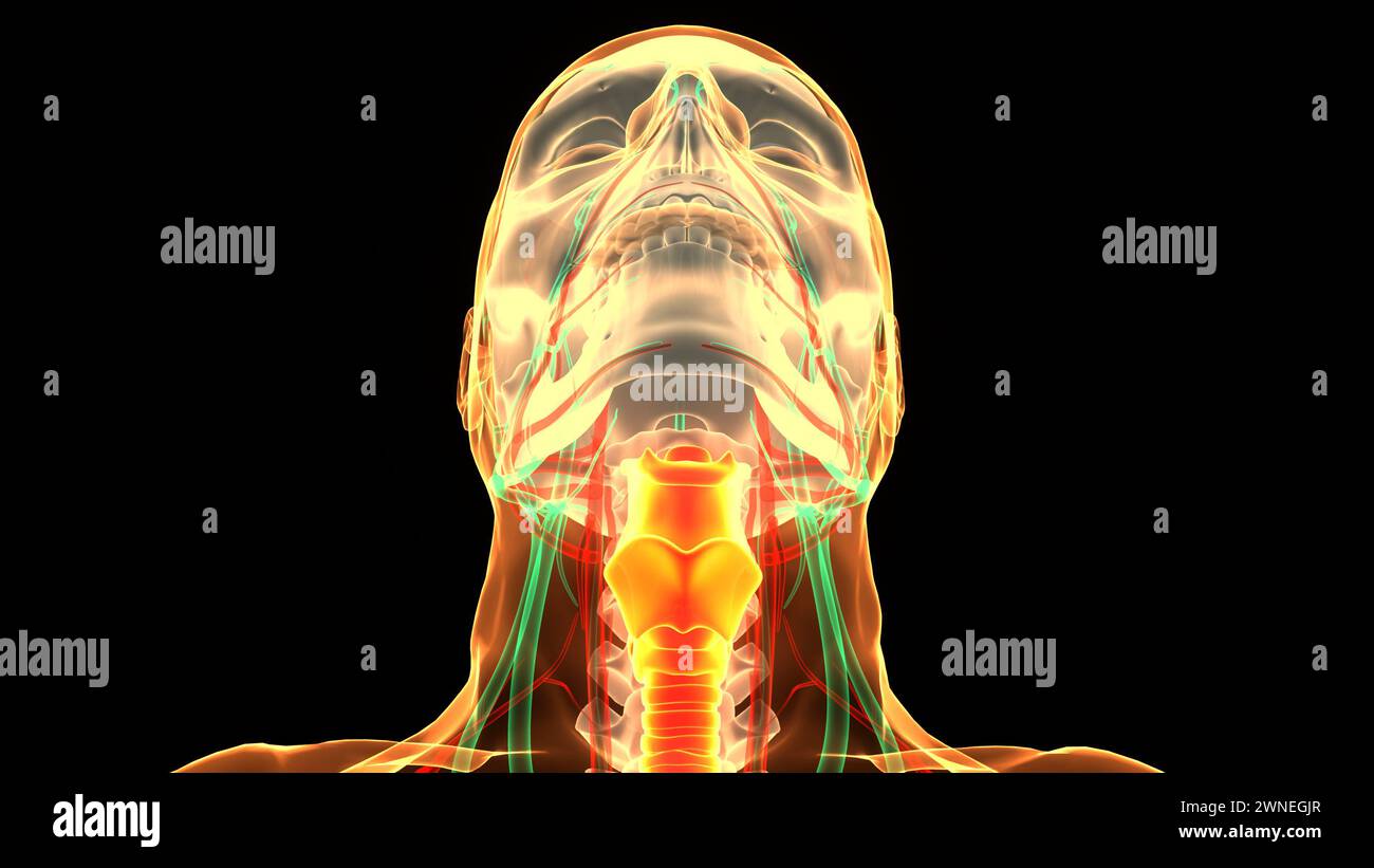 Human Respiratory System Lungs Anatomy Stock Photo - Alamy