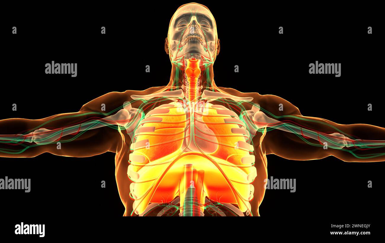Human Respiratory System Lungs Anatomy Stock Photo - Alamy