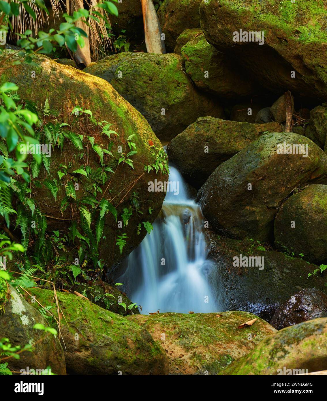River, nature and waterfall in forest, water and earth in woodland ...