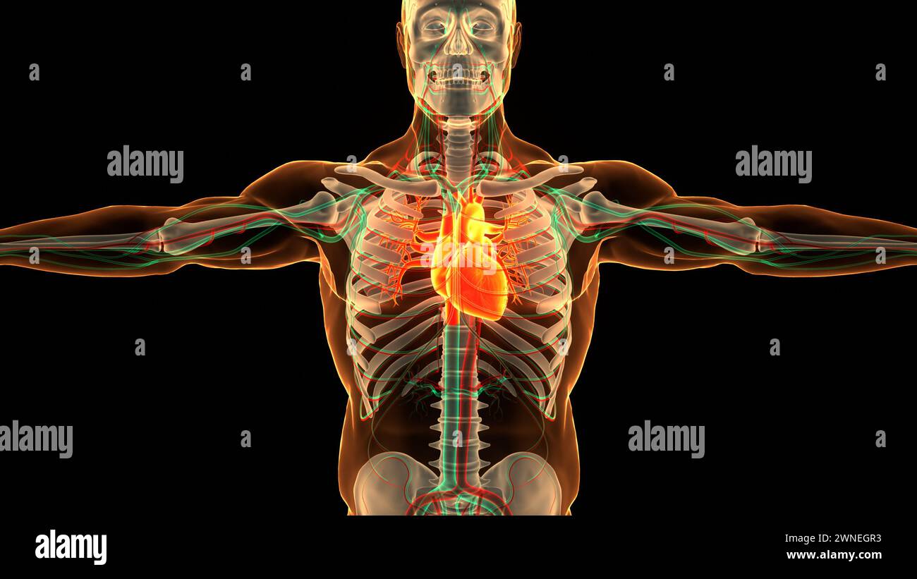 Human Circulatory System Heart Anatomy Stock Photo - Alamy