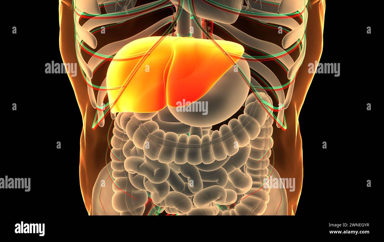 Human Internal Digestive Organ Liver Anatomy Stock Photo - Alamy