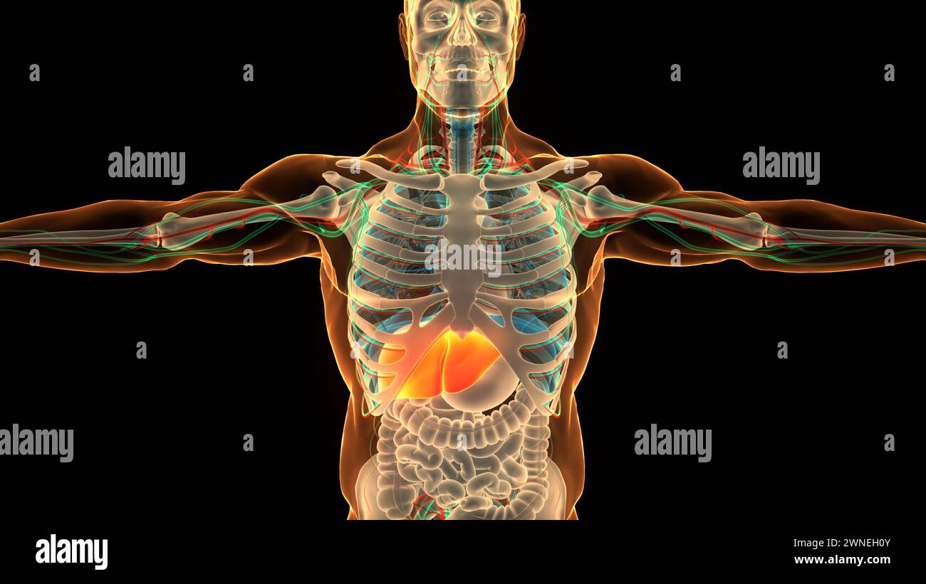 Human Internal Digestive Organ Liver Anatomy Stock Photo - Alamy