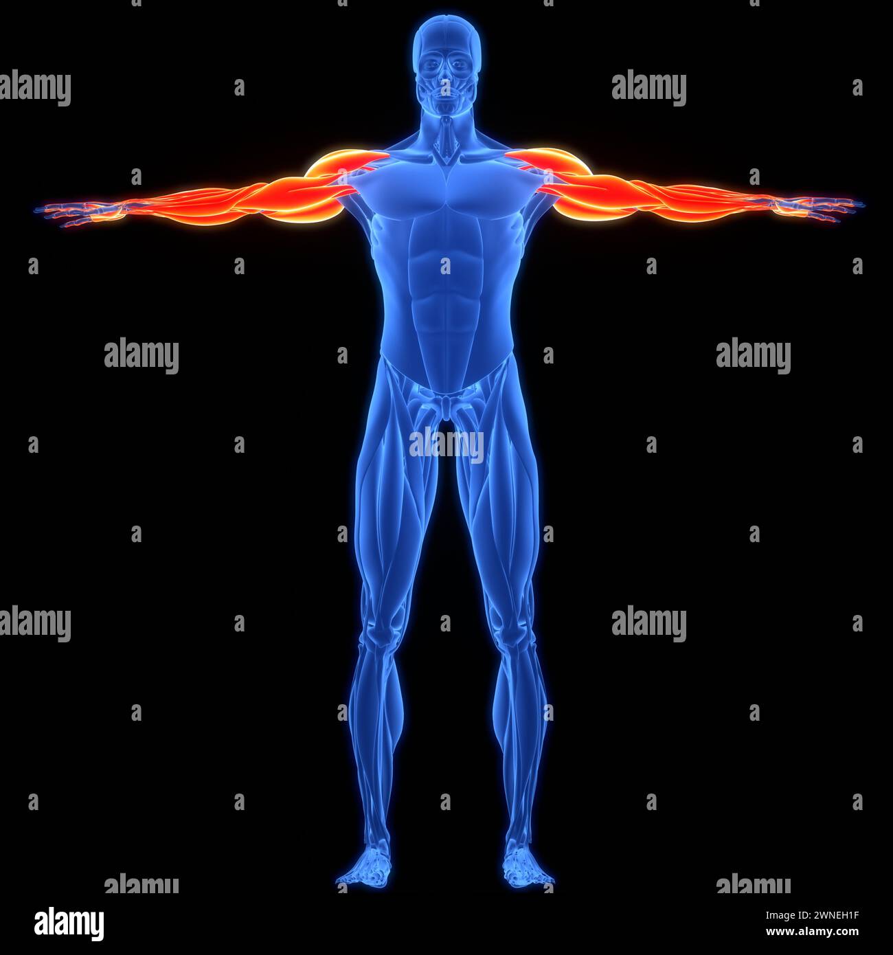 Human Muscular System Hand Muscles Anatomy Stock Photo - Alamy