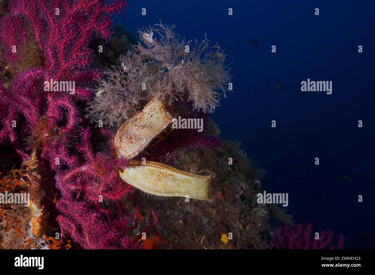 Two specimens of egg capsule of nursehound (Scyliorhinus stellaris ...