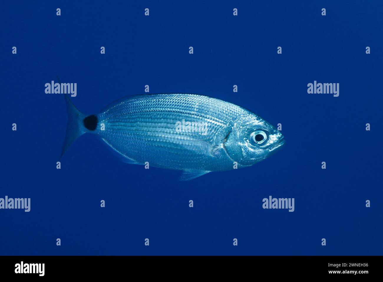 Banded seabream (Oblada melanura) in the Mediterranean Sea near Hyeres ...