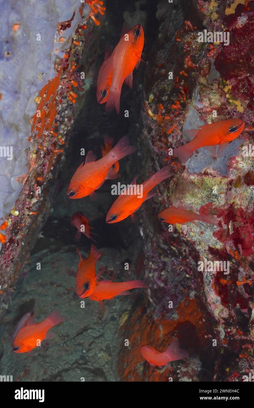 School of fish, group of cardinalfish (Apogon imberbis) in the ...