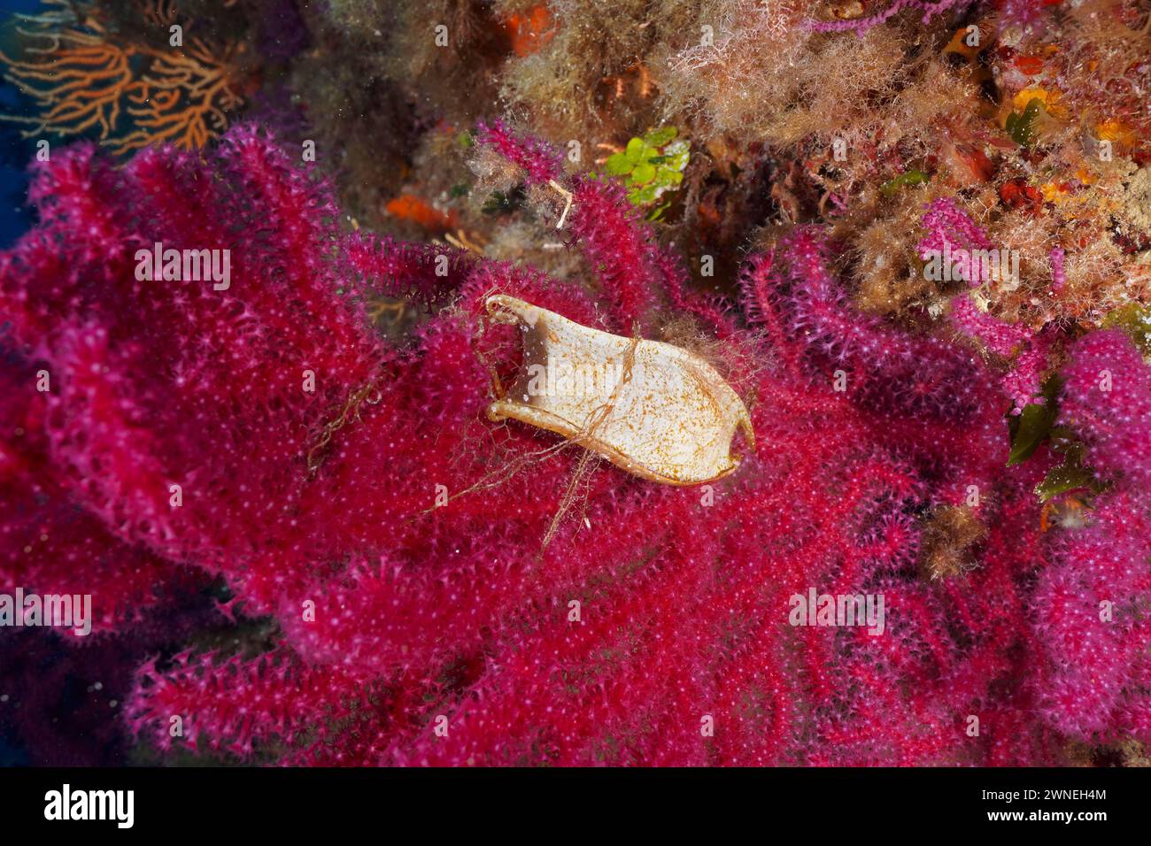 Egg capsule of nursehound (Scyliorhinus stellaris) attached to ...