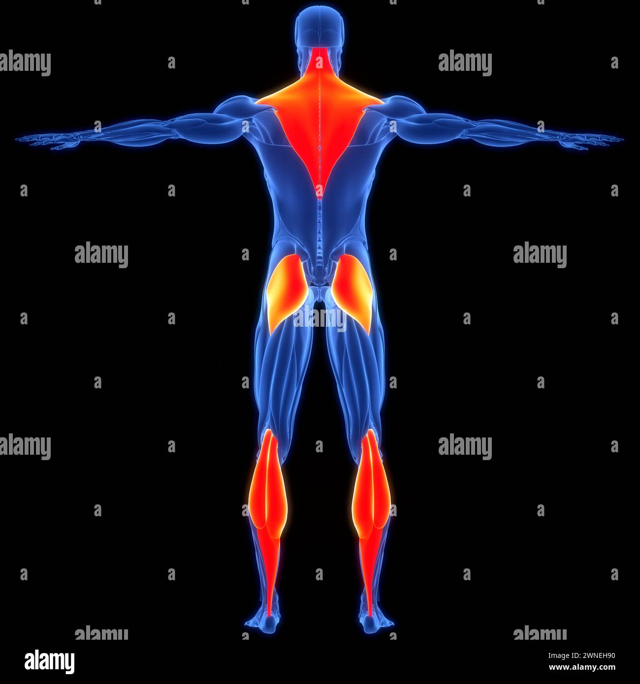Human Muscular System Trapezius, Gluteus Maximus and Gastrocnemius ...