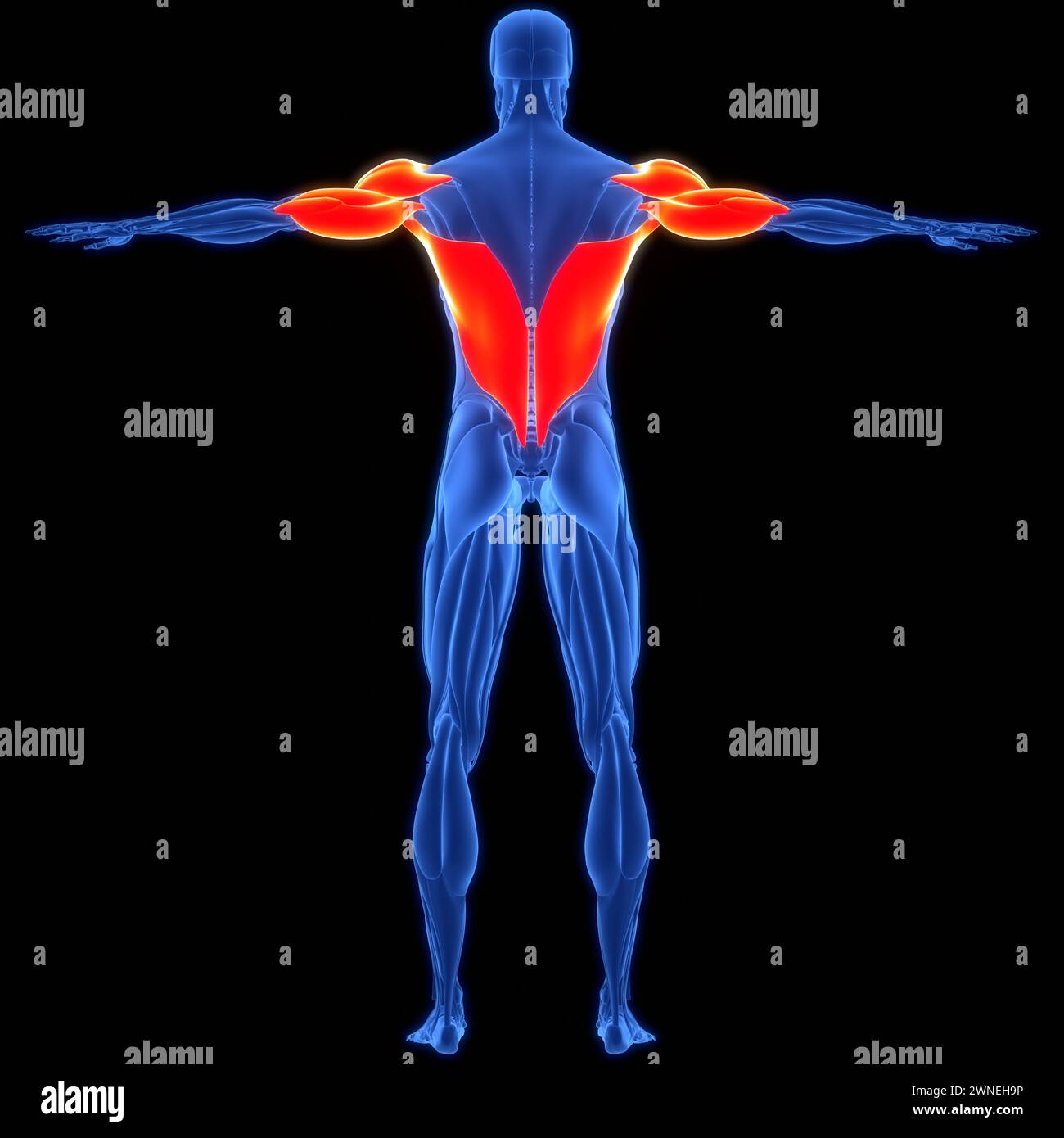 Human Muscular System Deltoideus, Triceps and Latissimus Dorsi Muscles ...