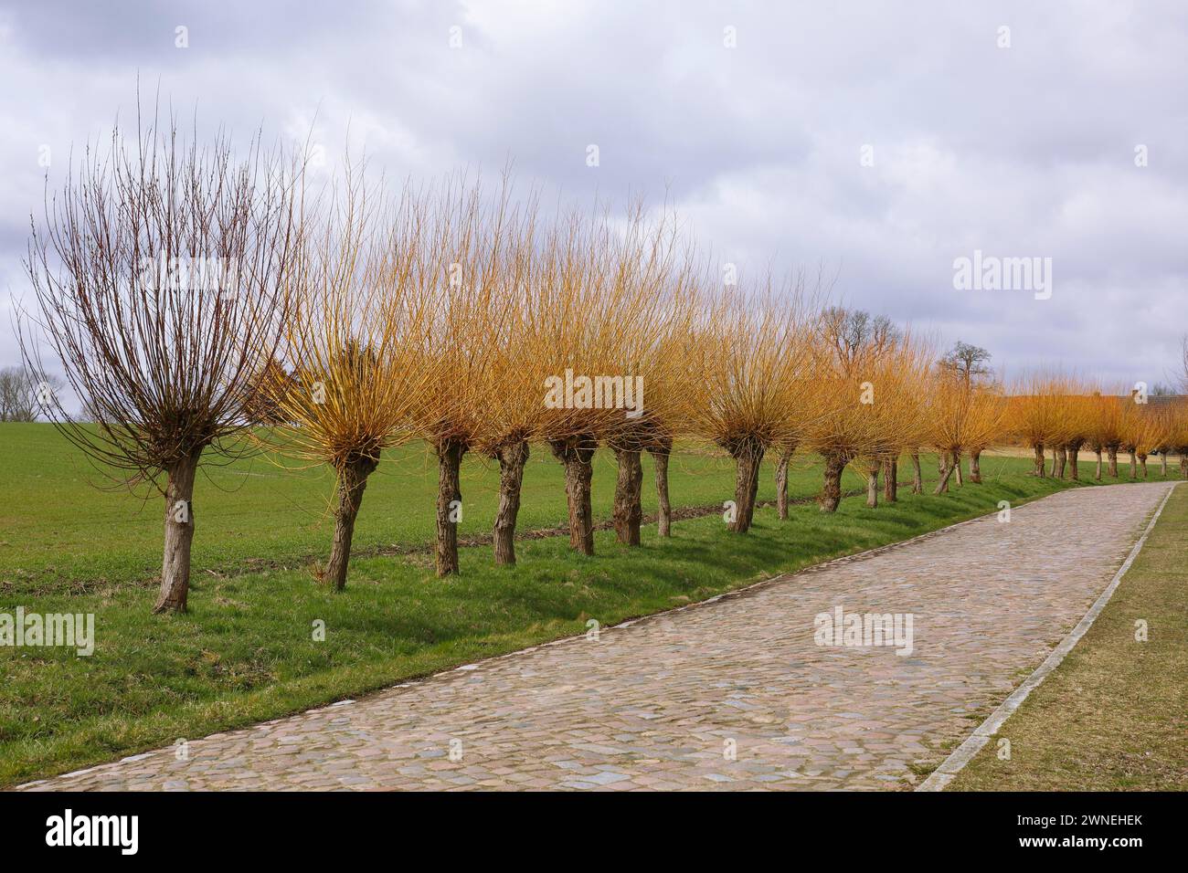 Avenue of freshly cut pollarded willows, tree care, historic ...