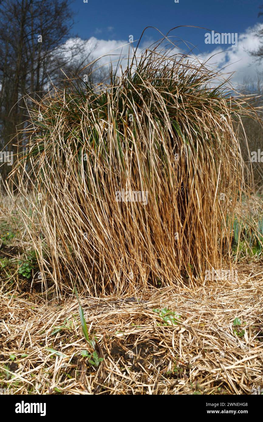 Greater tussock sedge carex paniculata hi-res stock photography and ...