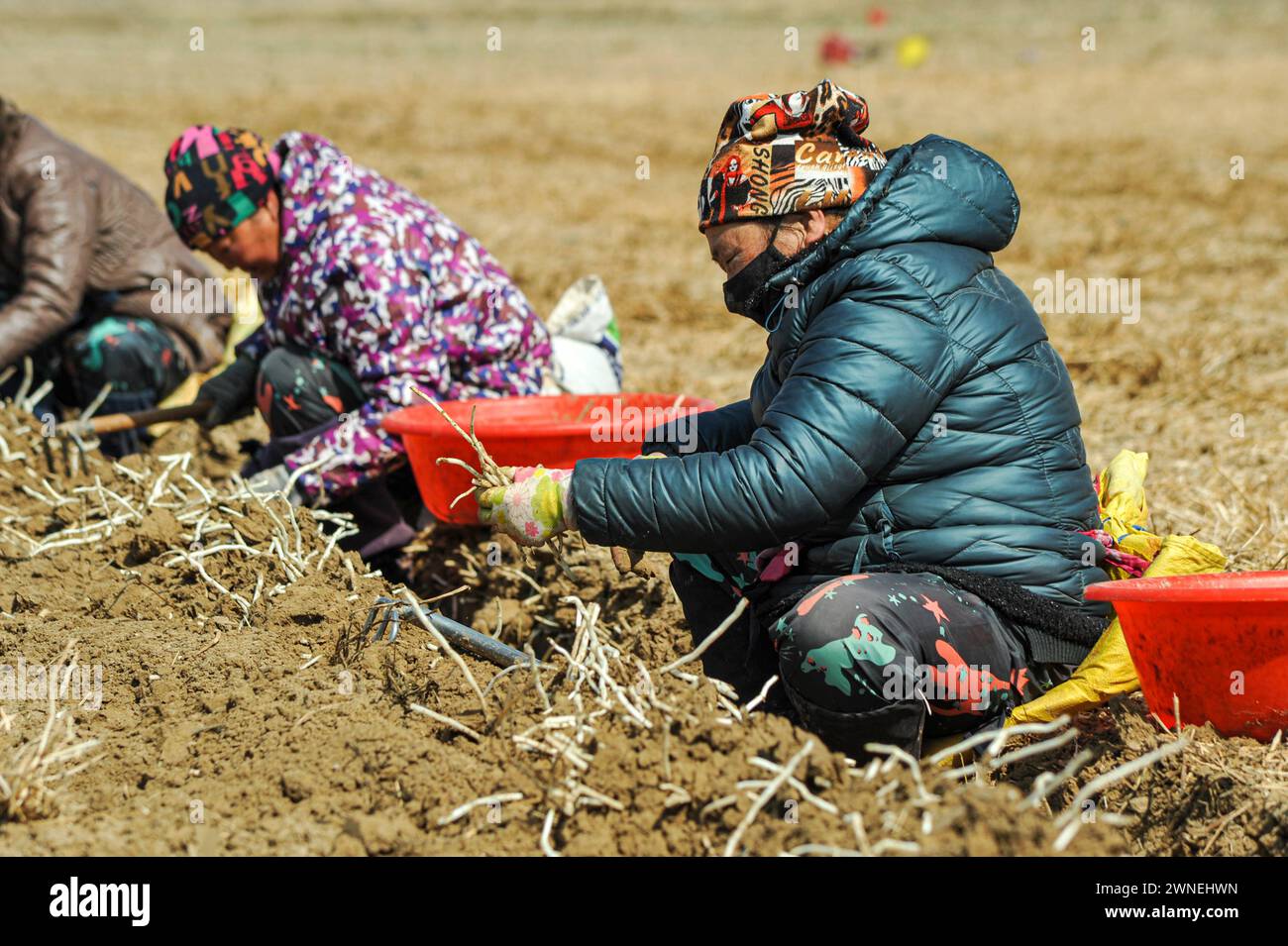 RUICHENG, CHINA - MARCH 2, 2024 - Farmers are collecting Yintiao ...