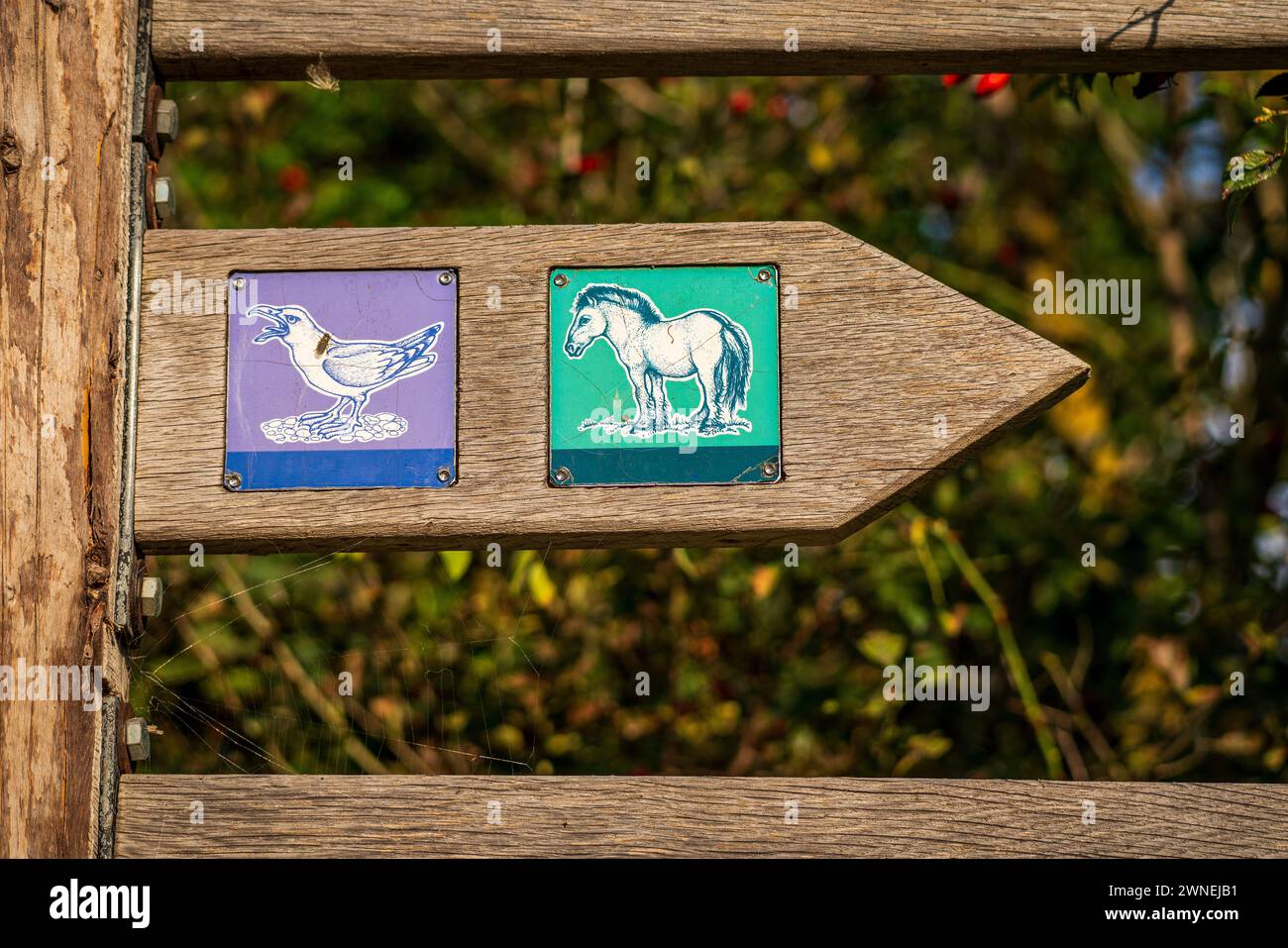 Birk wood hi-res stock photography and images - Alamy