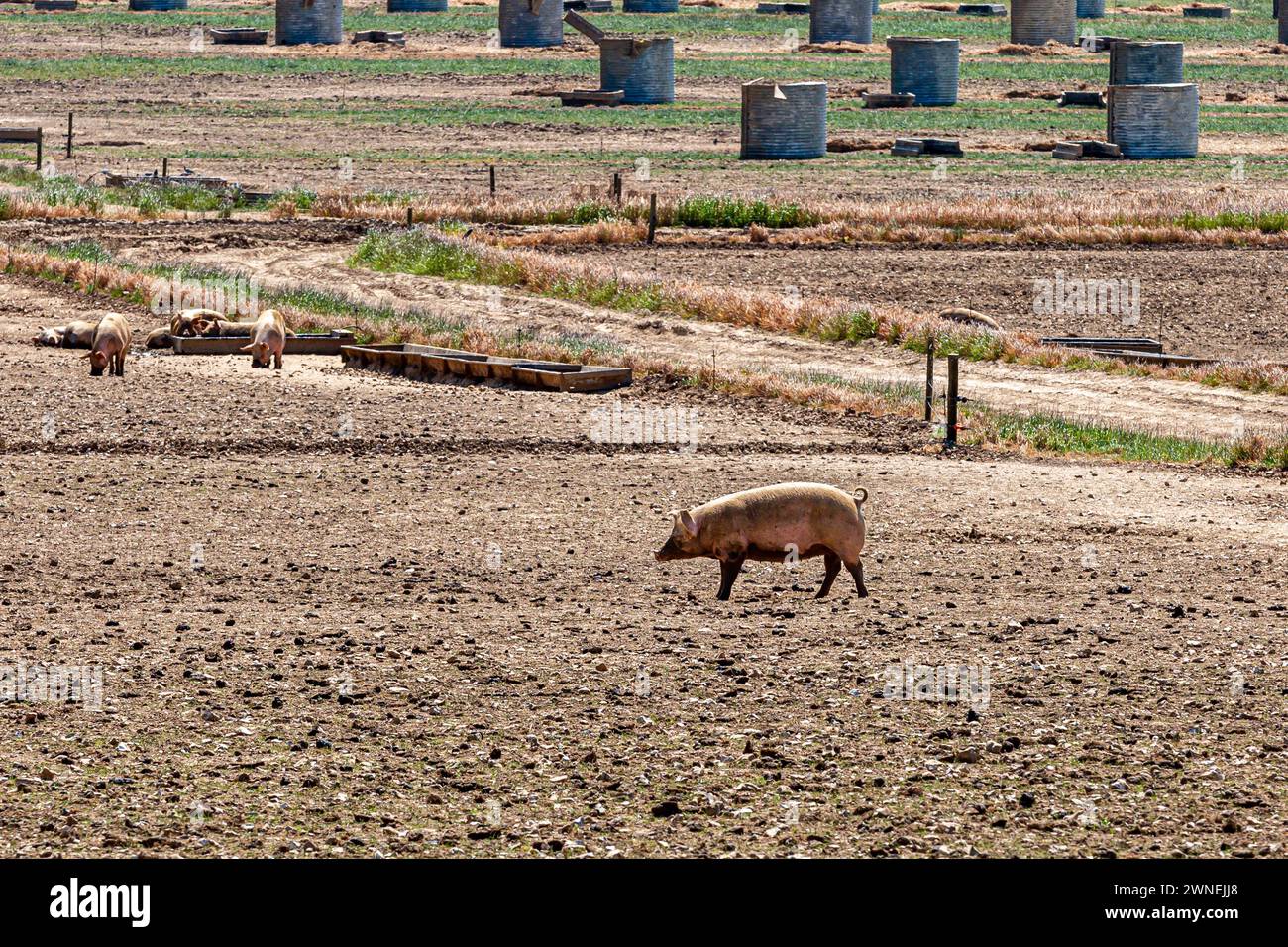 Pigs in a field in summertime Stock Photo - Alamy
