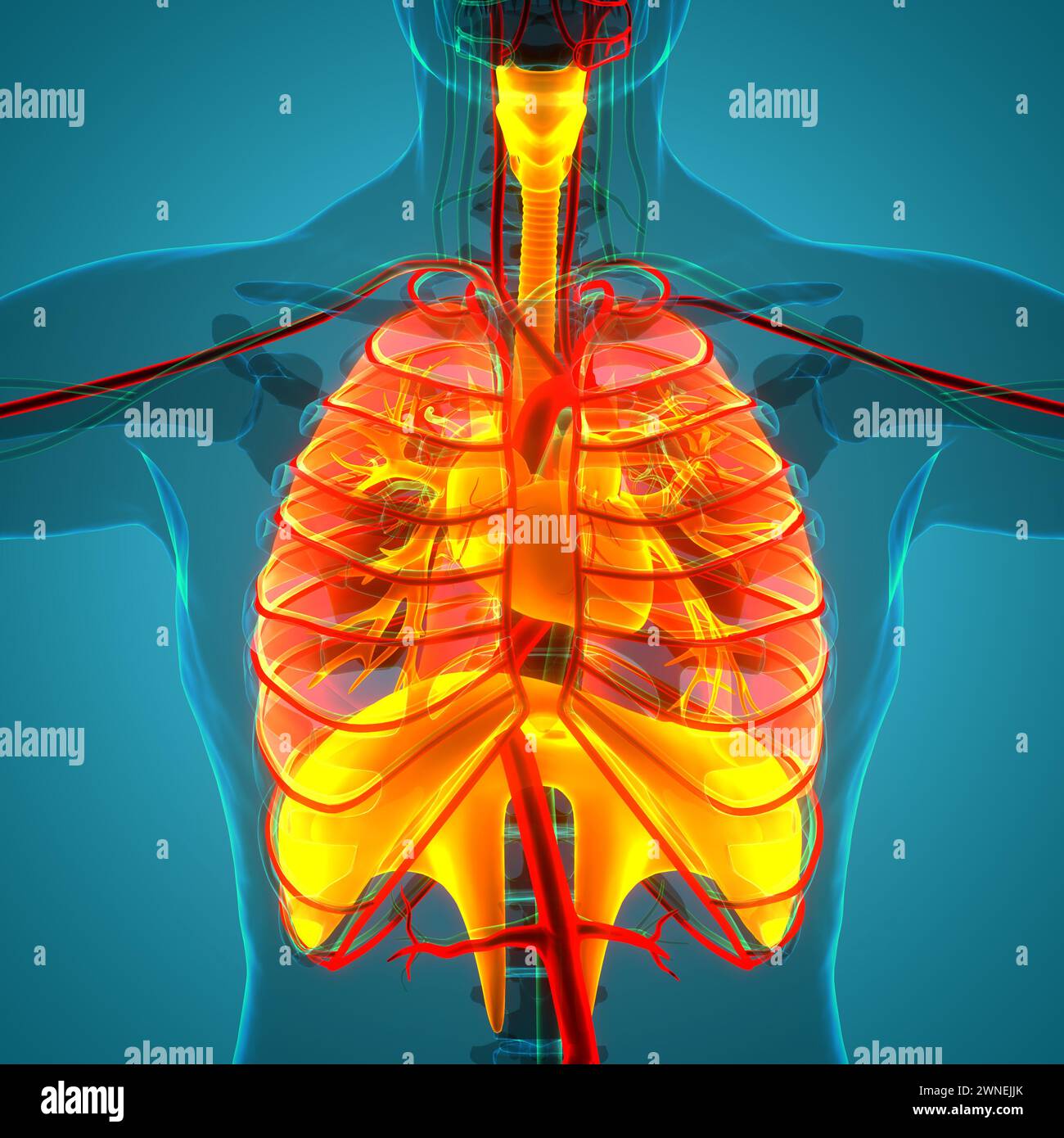 Human Respiratory System Lungs Anatomy Stock Photo - Alamy