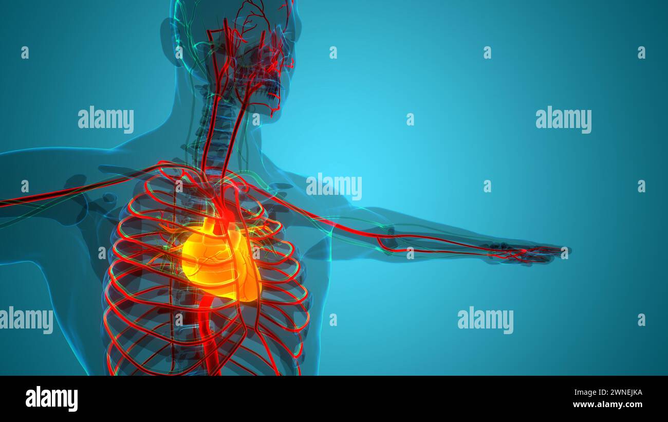 Human Circulatory System Heart Anatomy Stock Photo - Alamy