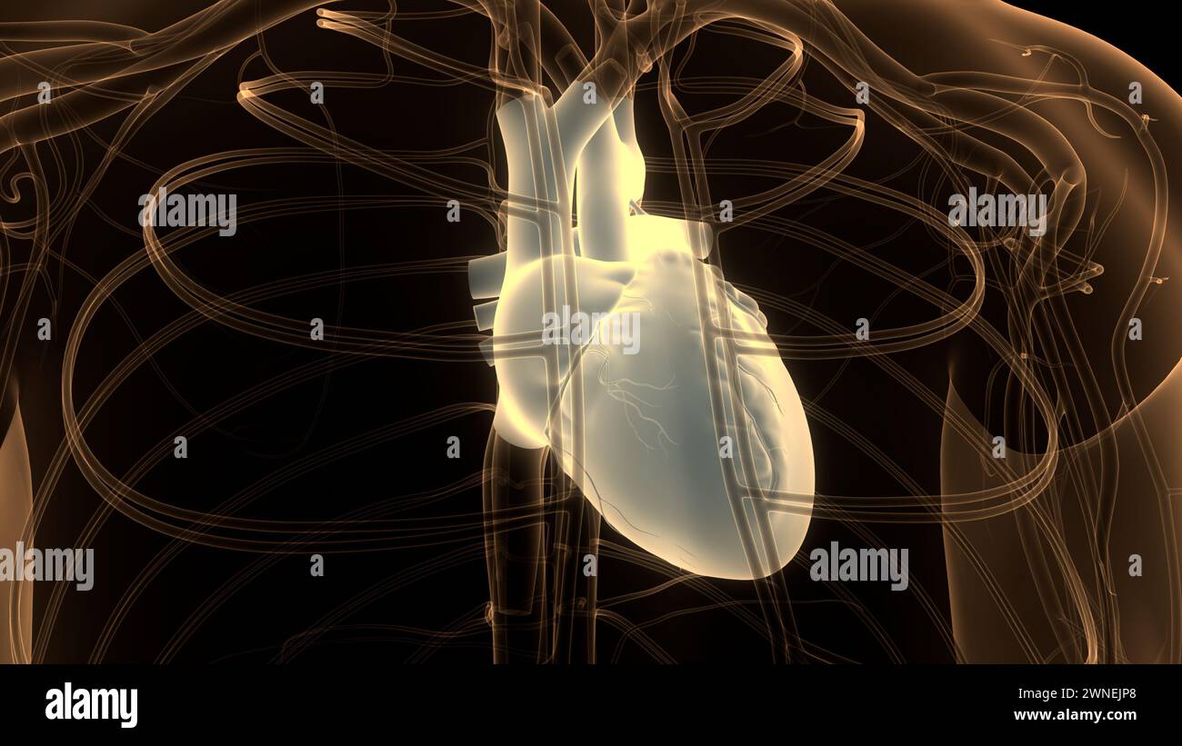 Human Circulatory System Heart Anatomy Stock Photo - Alamy