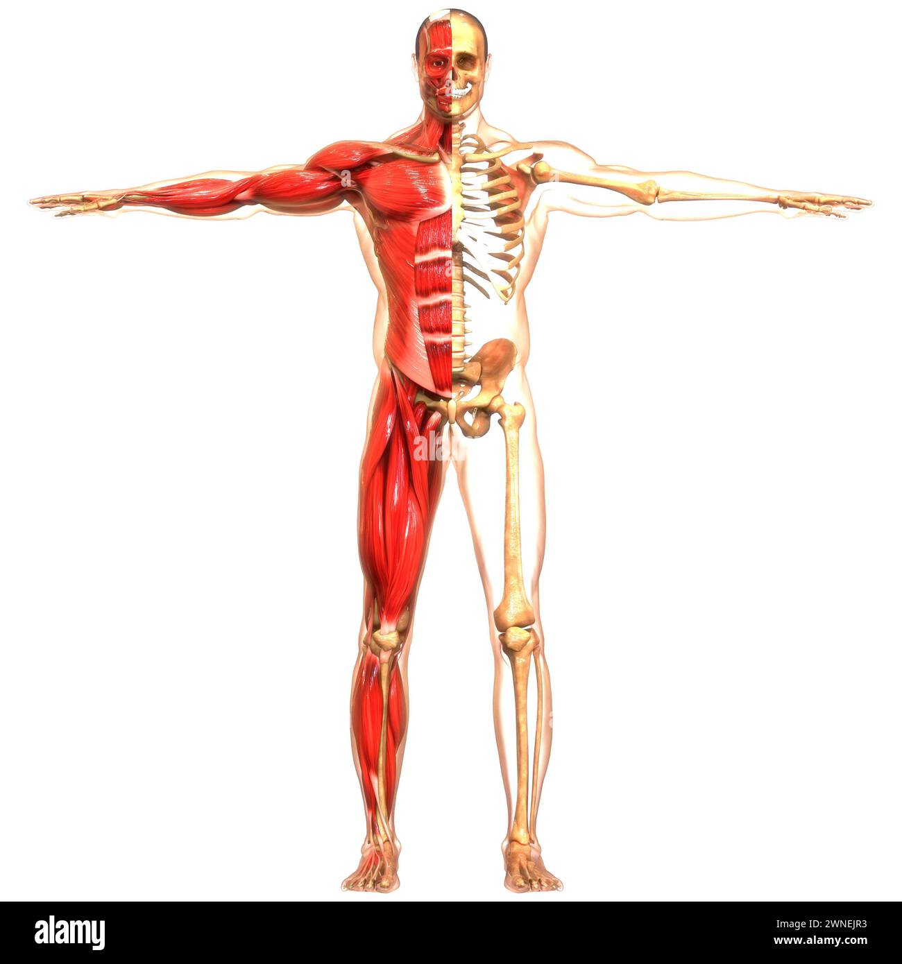 Back muscle anatomy Cut Out Stock Images & Pictures - Alamy