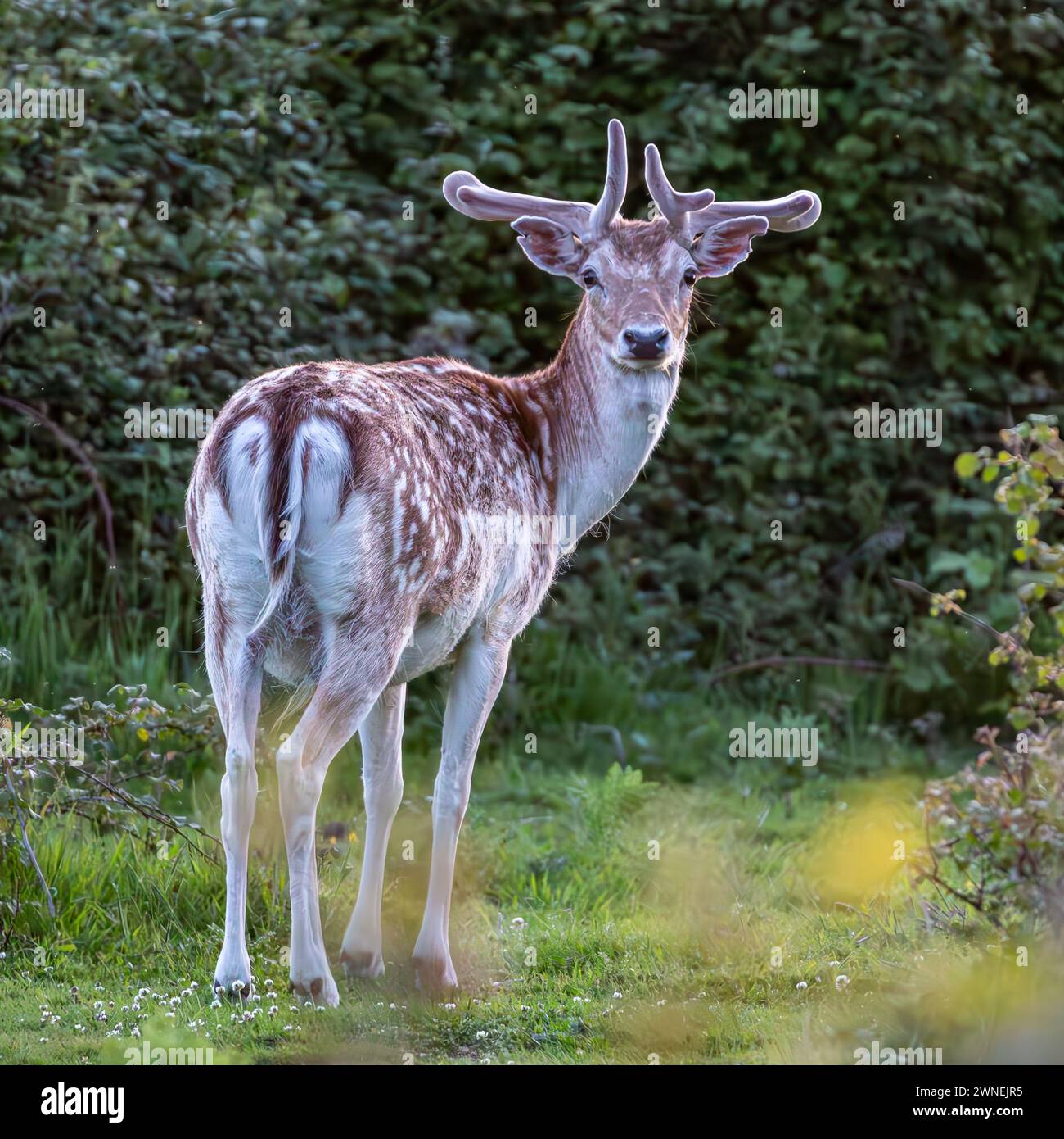 A fallow deer in the Sussex countryside on a late spring evening Stock ...