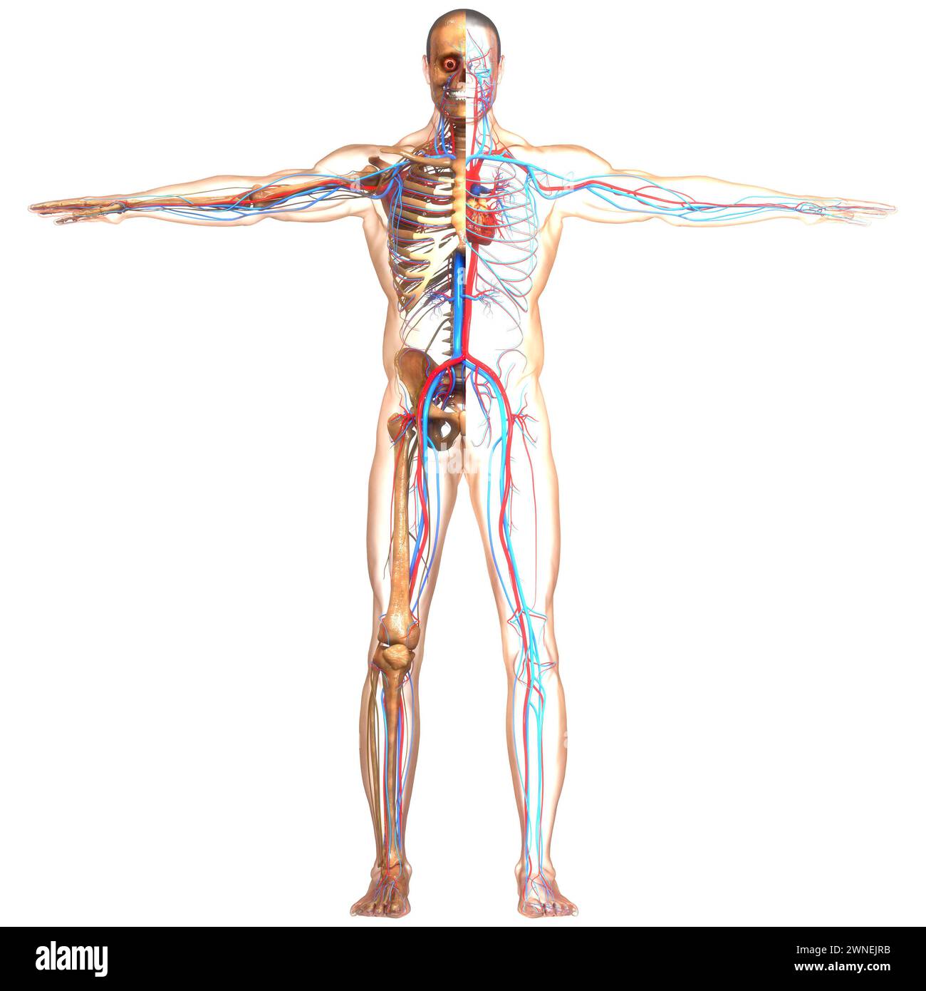 Human Circulatory System Heart Anatomy Stock Photo - Alamy