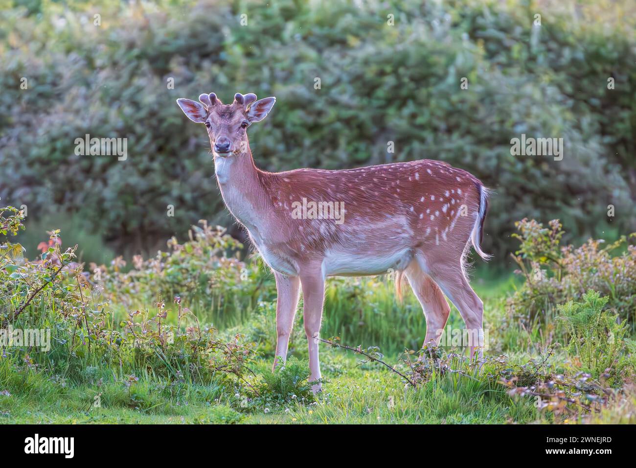 A fallow deer in rural Sussex on a late spring evening Stock Photo - Alamy