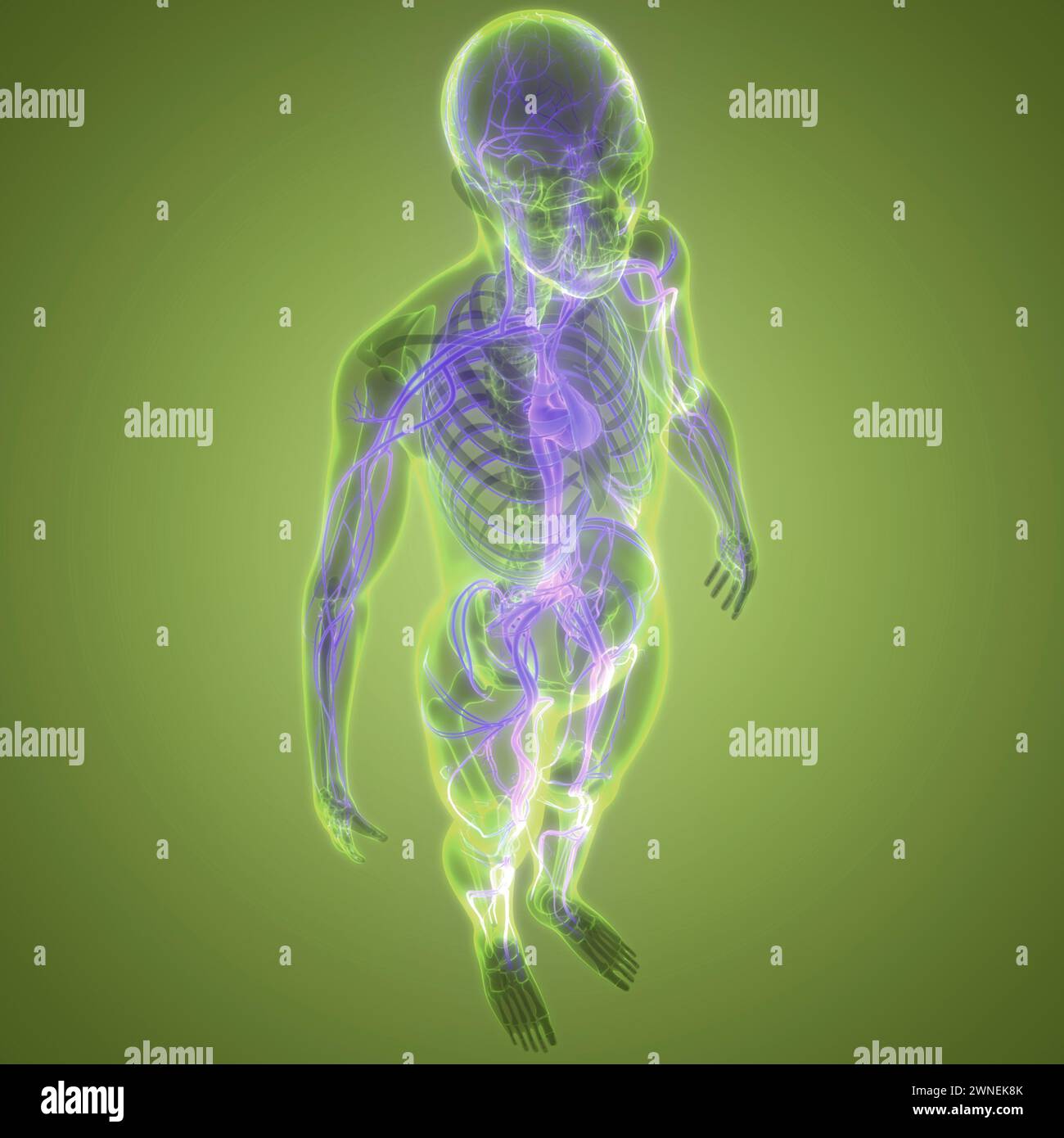 Human Circulatory System Heart Anatomy Stock Photo - Alamy