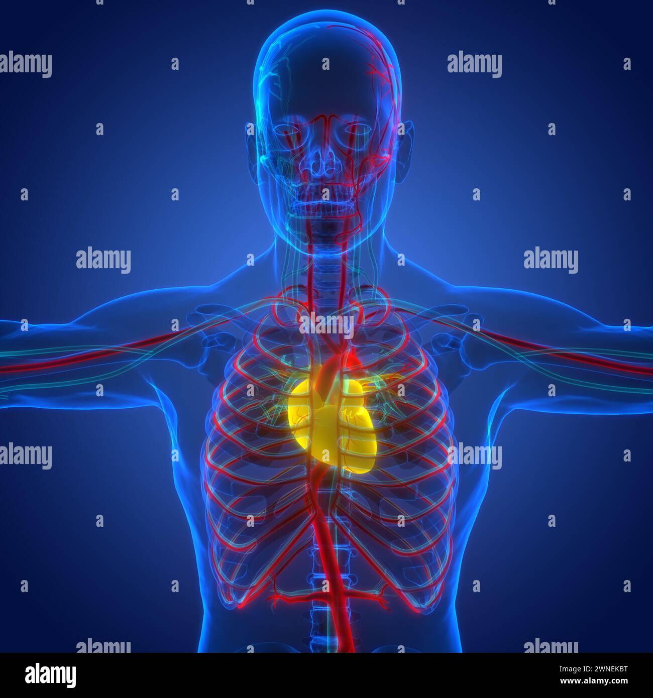 Human Circulatory System Heart Anatomy Stock Photo - Alamy