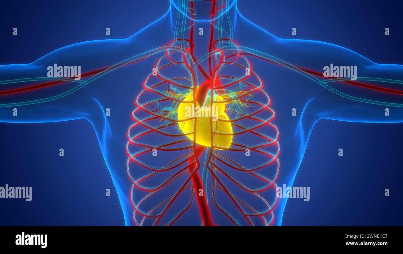 Human Circulatory System Heart Anatomy Stock Photo - Alamy